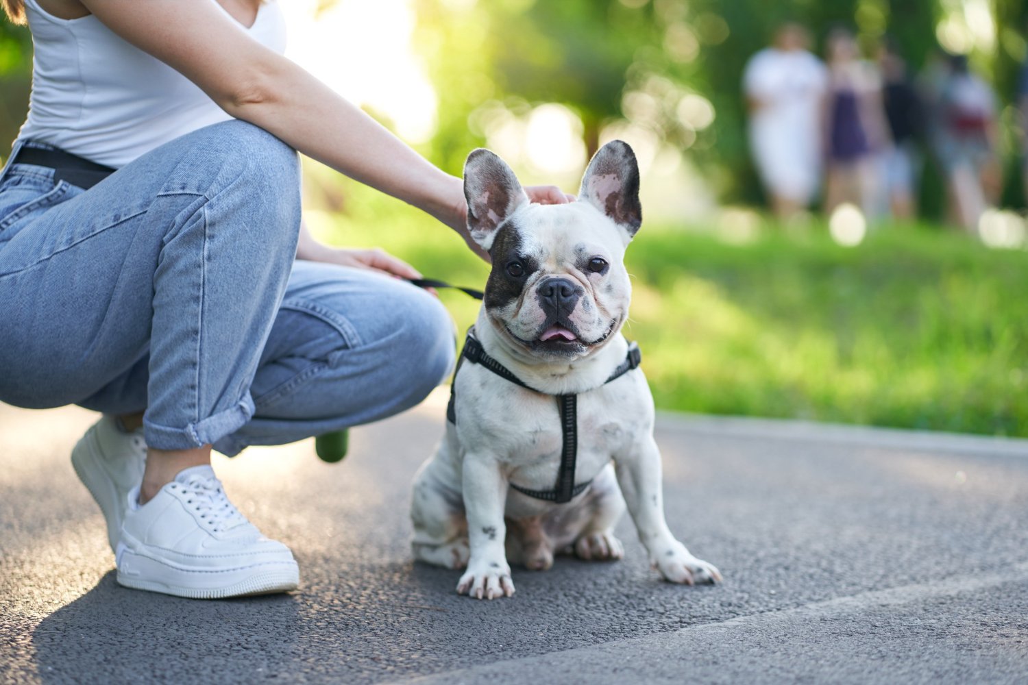 Best Dog Training Techniques for a Well-Behaved Pup - THE CONSUMER LINK